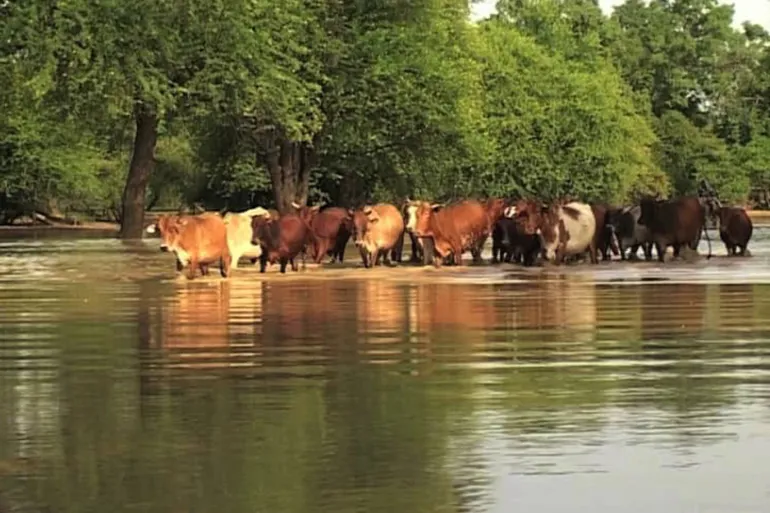Border tensions block Sudanese herders from reaching CAR pastures ...